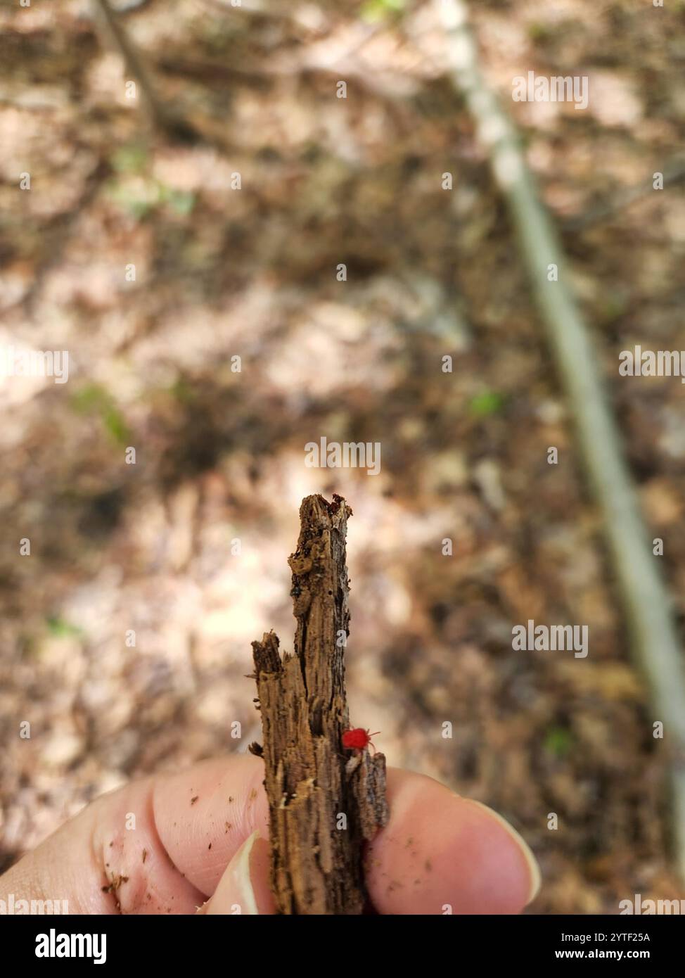 Trombidiform hi-res stock photography and images - Alamy