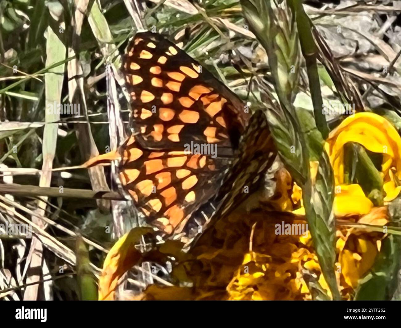Northern Checkerspot (Chlosyne palla Stock Photo - Alamy