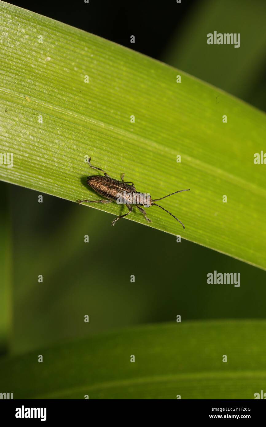 plain reed beetle (Donacia simplex Stock Photo - Alamy