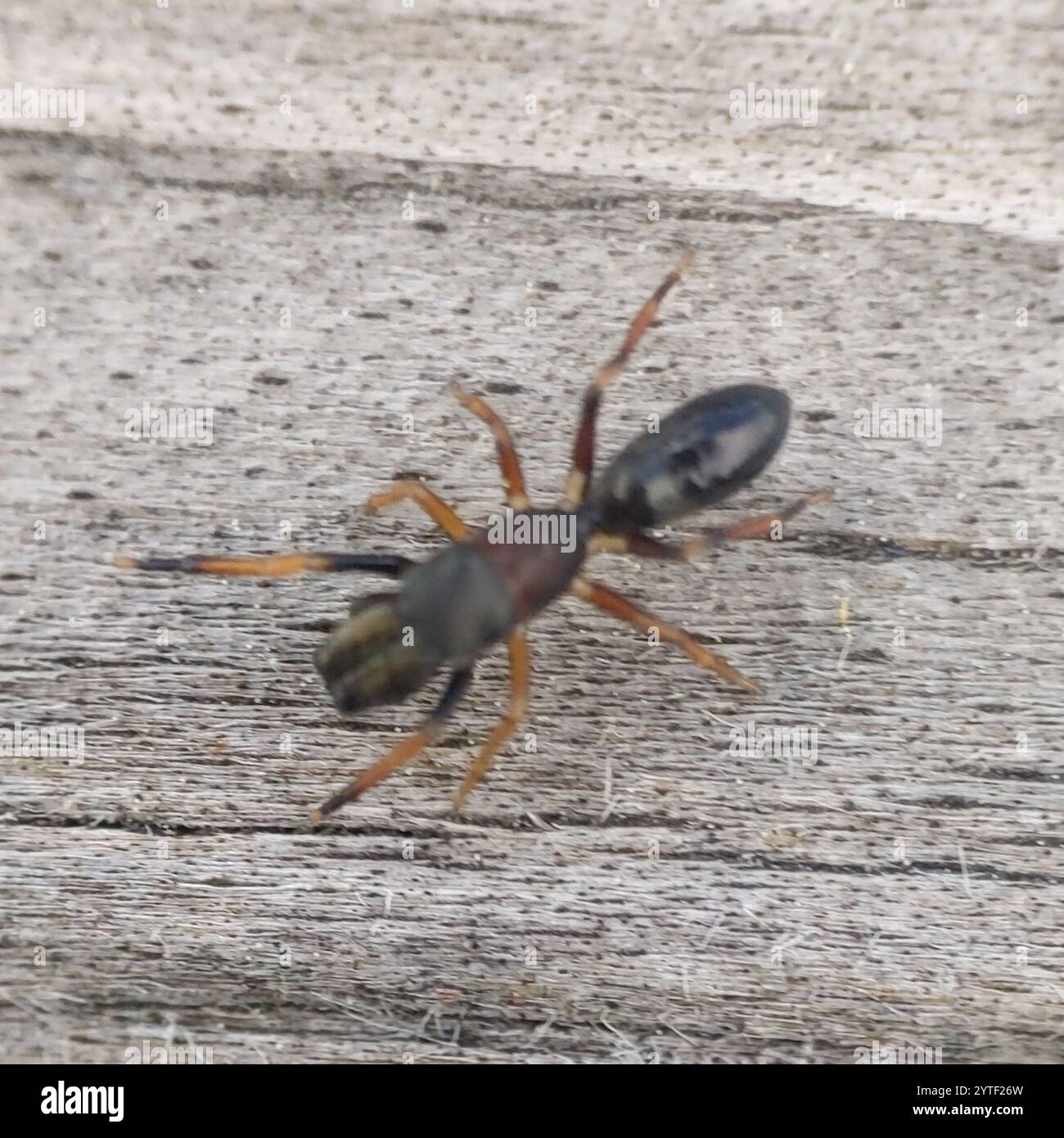 Myrmarachne formicaria hi-res stock photography and images - Alamy