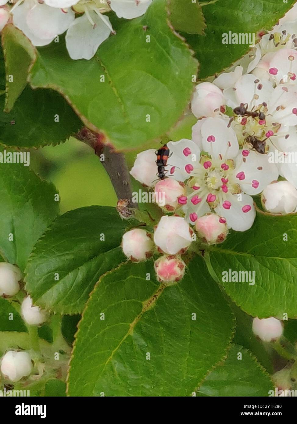 Anthocomus fasciatus hi-res stock photography and images - Alamy