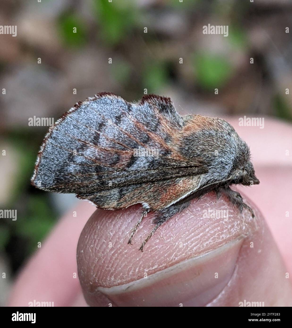 American Lappet Moth (Phyllodesma americana Stock Photo - Alamy