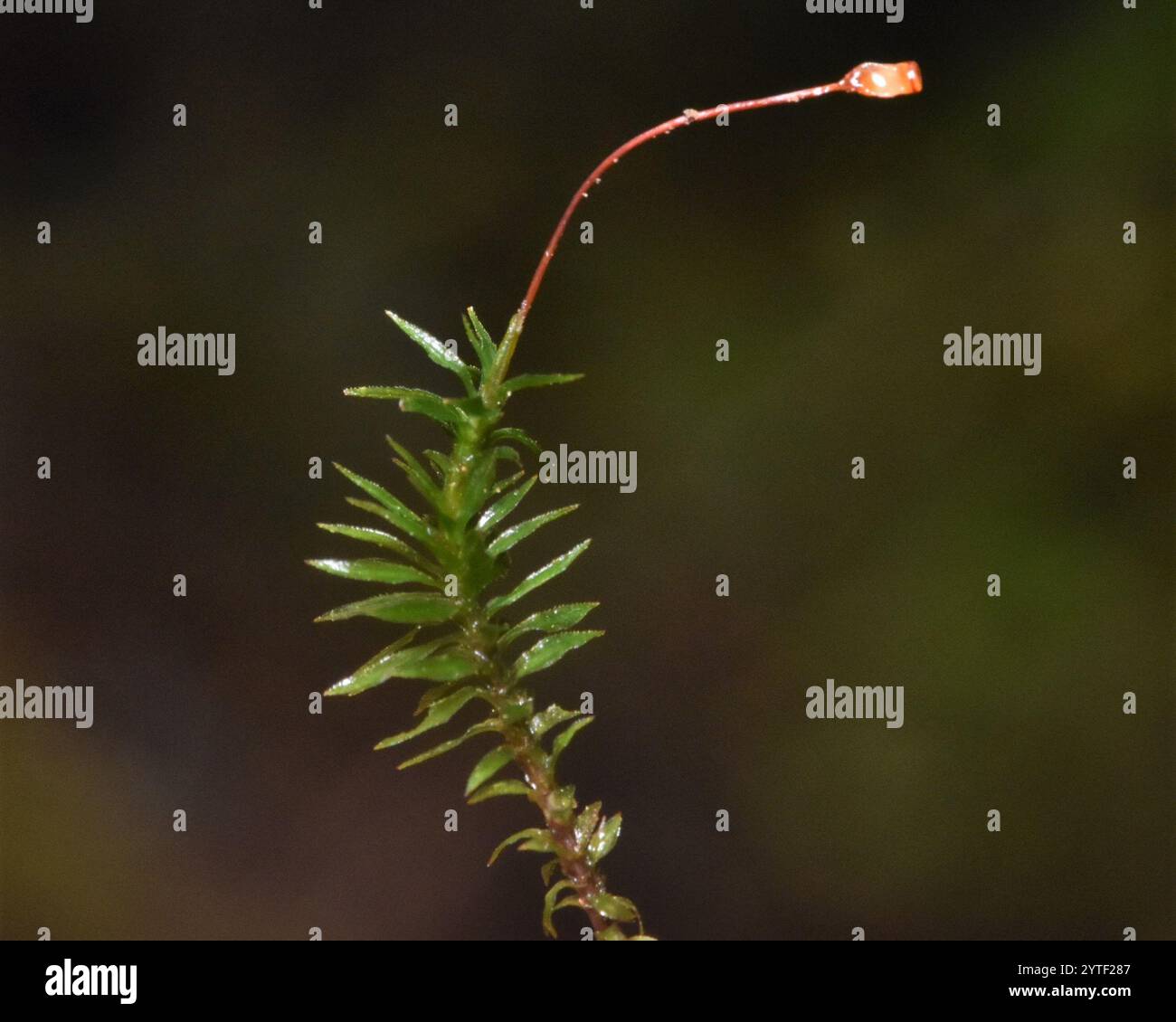 Contortum hi-res stock photography and images - Alamy