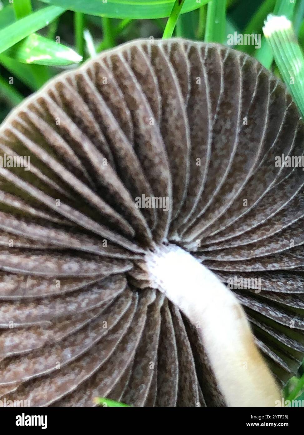 Mower's Mushroom (Panaeolus foenisecii Stock Photo - Alamy