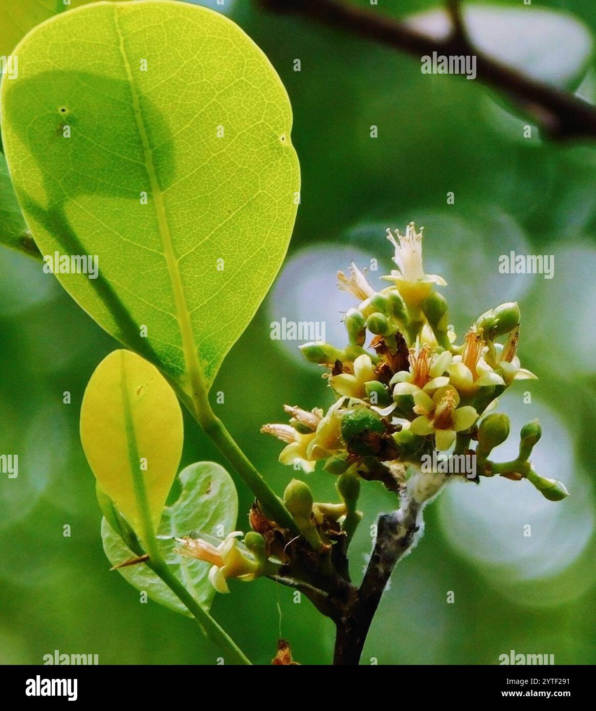 Cocoplum (Chrysobalanus icaco Stock Photo - Alamy