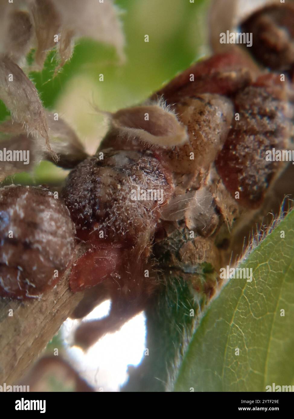Parthenolecanium hi-res stock photography and images - Alamy