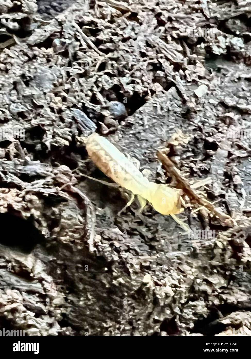 Eastern Subterranean Termite (Reticulitermes flavipes Stock Photo - Alamy