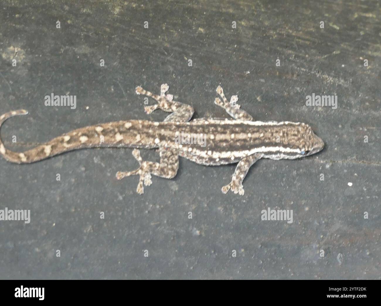 Common Dwarf Gecko (Lygodactylus capensis Stock Photo - Alamy