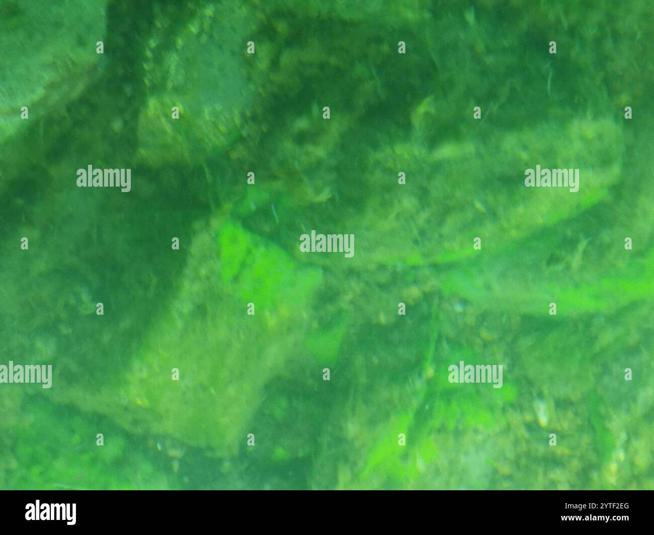 Chlorophyceae hi-res stock photography and images - Alamy