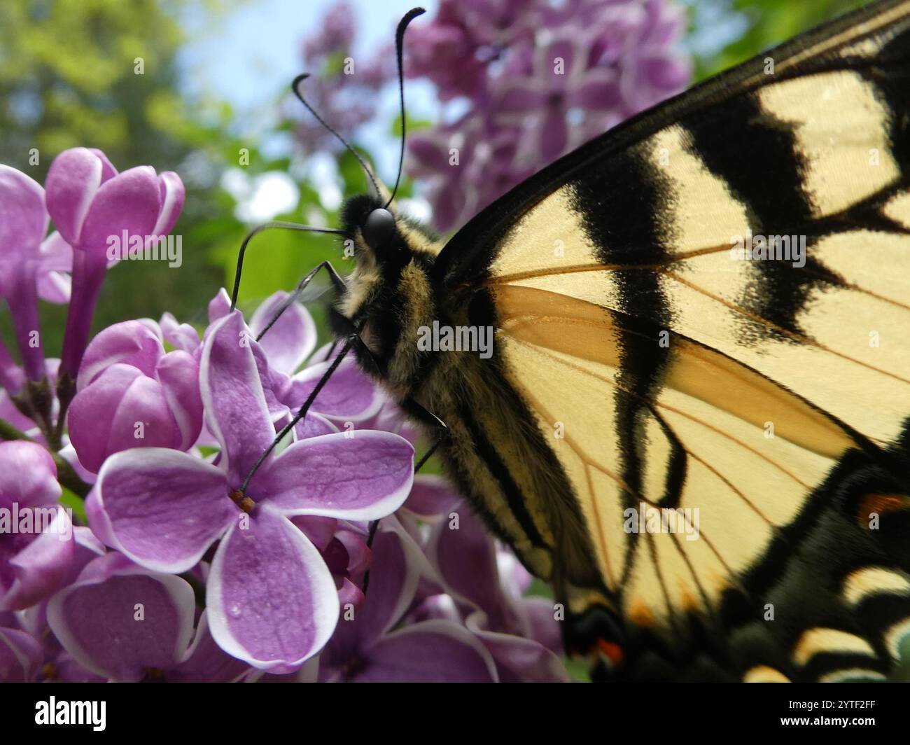 Canadian Tiger Swallowtail (Papilio canadensis Stock Photo - Alamy