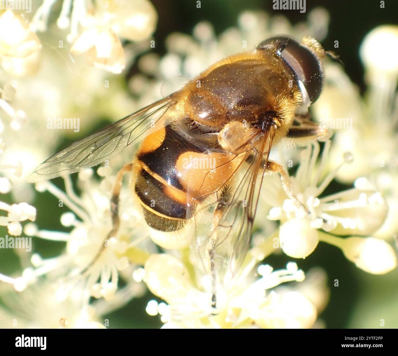 Stripe-winged Drone Fly (Eristalis horticola Stock Photo - Alamy