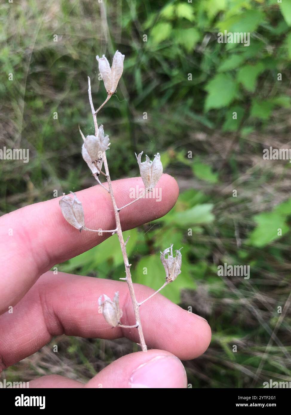 Virginia bunchflower hi-res stock photography and images - Alamy