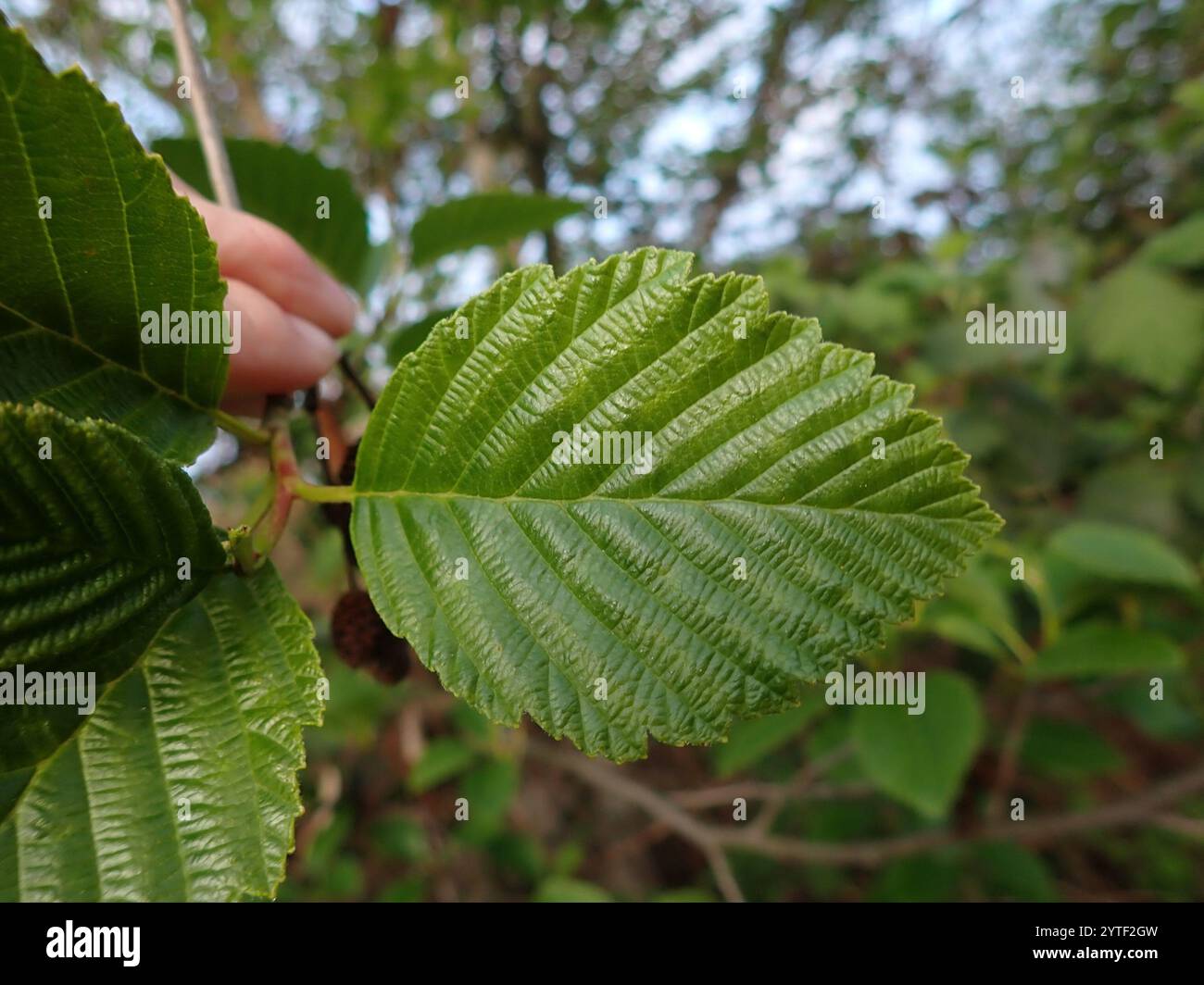 Red Alder (Alnus rubra Stock Photo - Alamy