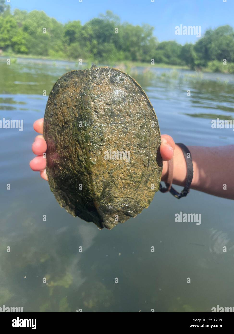 Texas Cooter (Pseudemys texana Stock Photo - Alamy