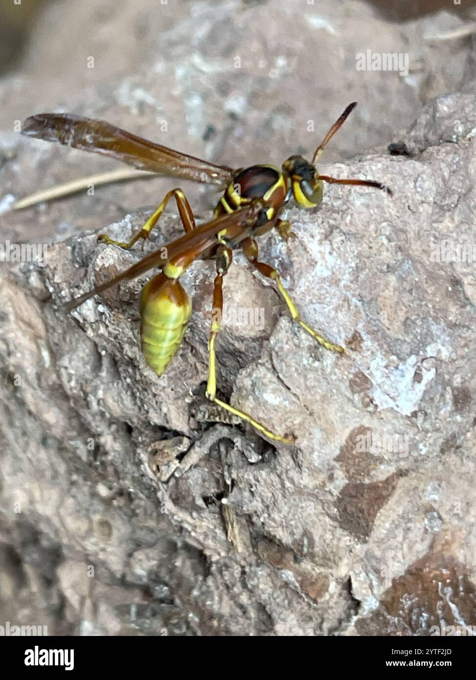 Western Paper Wasp (Mischocyttarus flavitarsis Stock Photo - Alamy