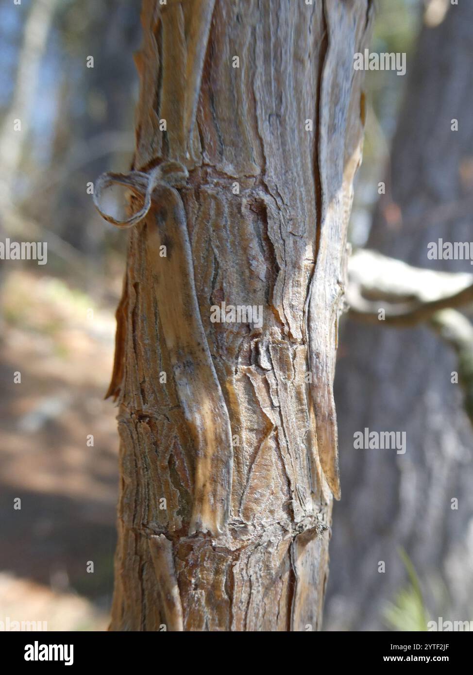 pitch pine (Pinus rigida Stock Photo - Alamy