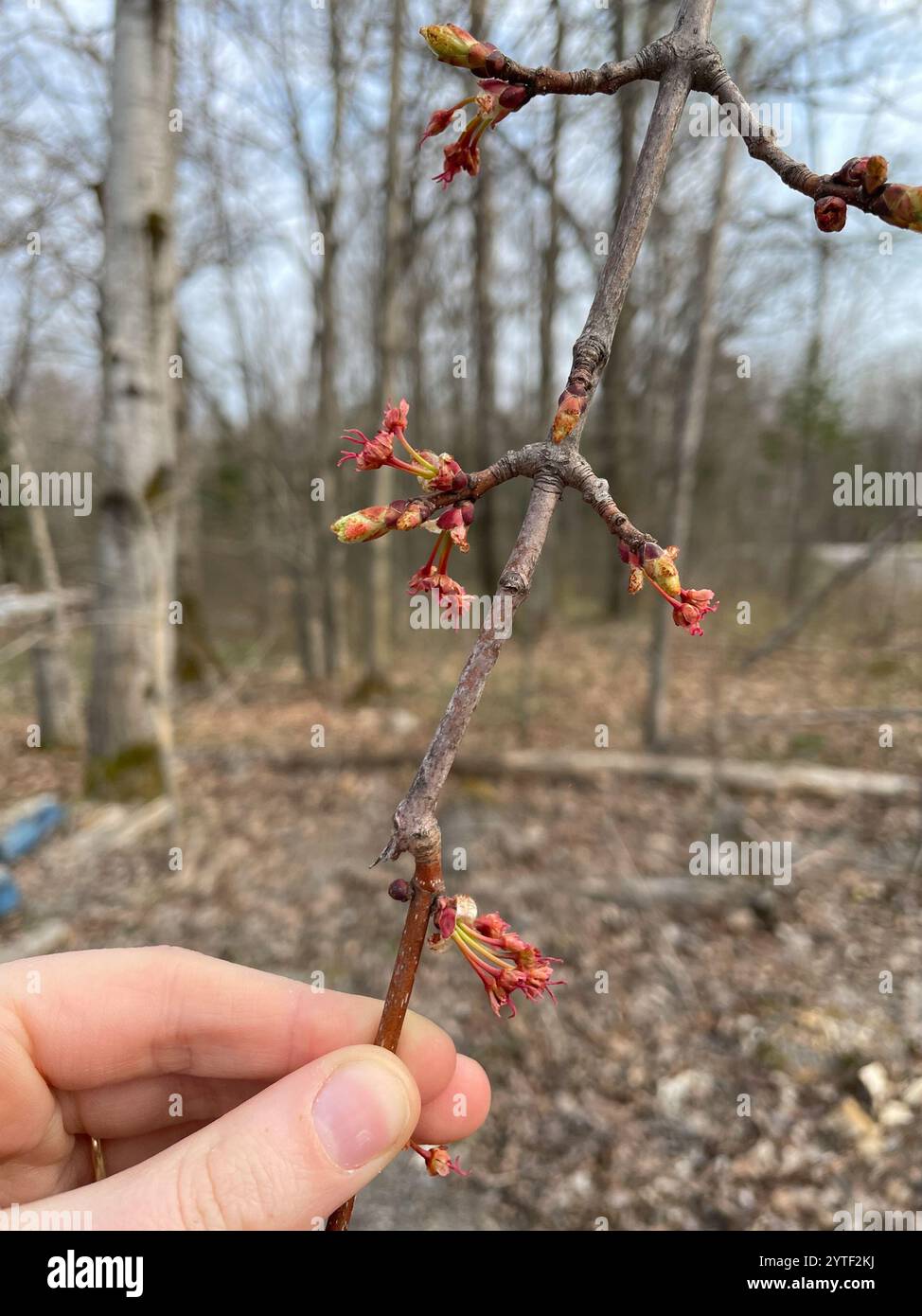 red maple (Acer rubrum Stock Photo - Alamy