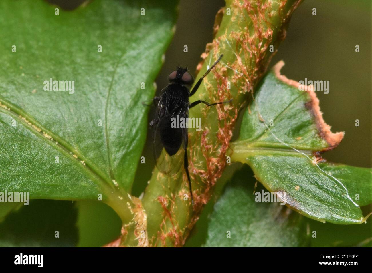 Humpbacked flies hi-res stock photography and images - Alamy