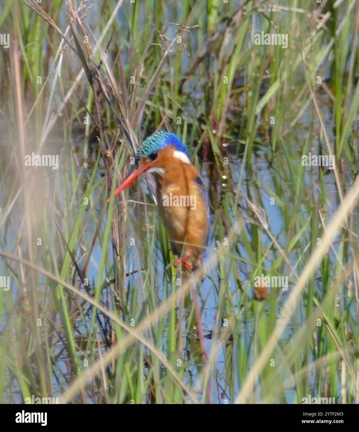 Southern Malachite Kingfisher (Corythornis cristatus cristatus Stock ...