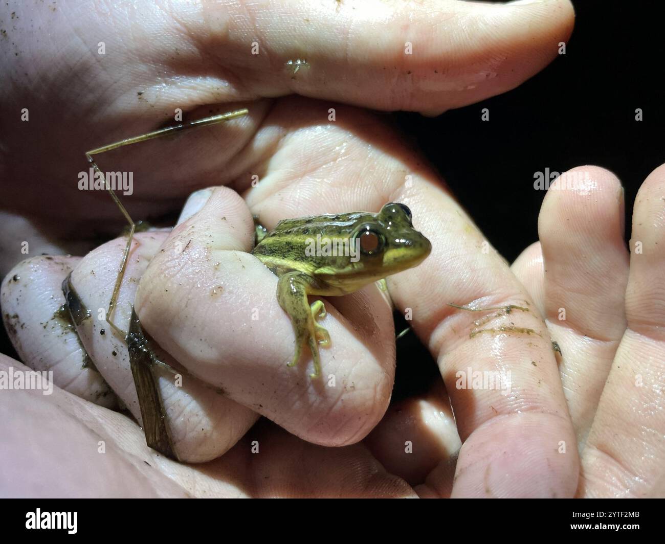 Carpenter Frog (Lithobates virgatipes Stock Photo - Alamy