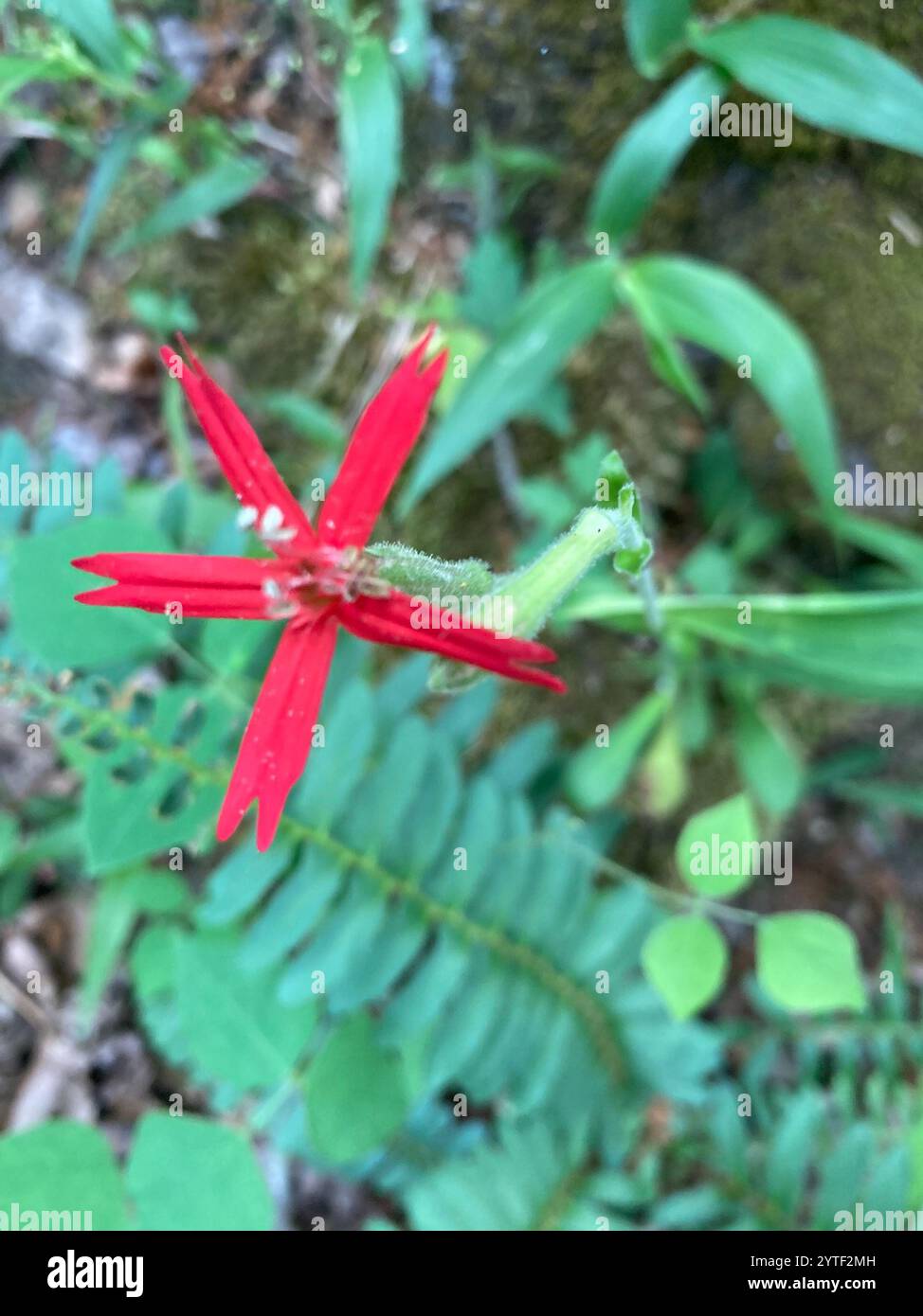 fire pink (Silene virginica Stock Photo - Alamy