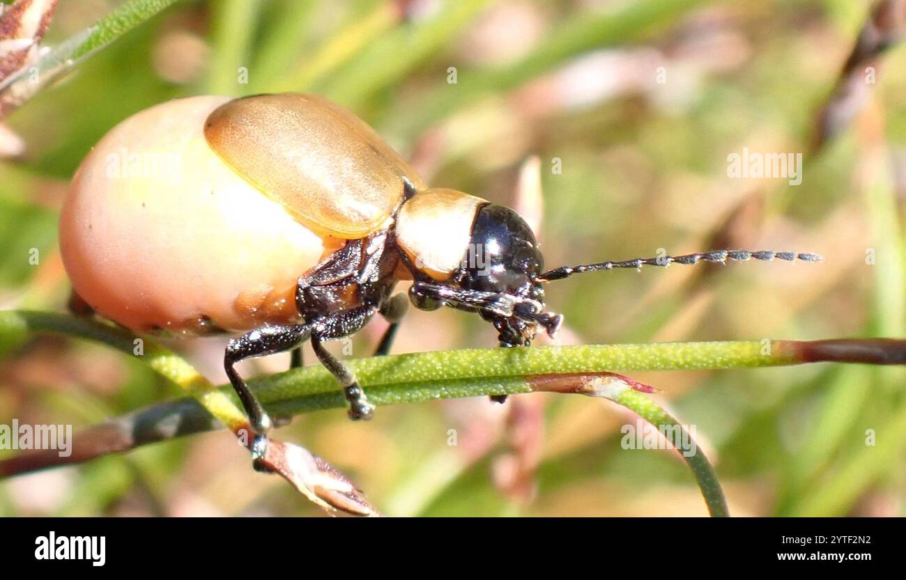 Swollen Restio Beetles (Pseudorupilia Stock Photo - Alamy