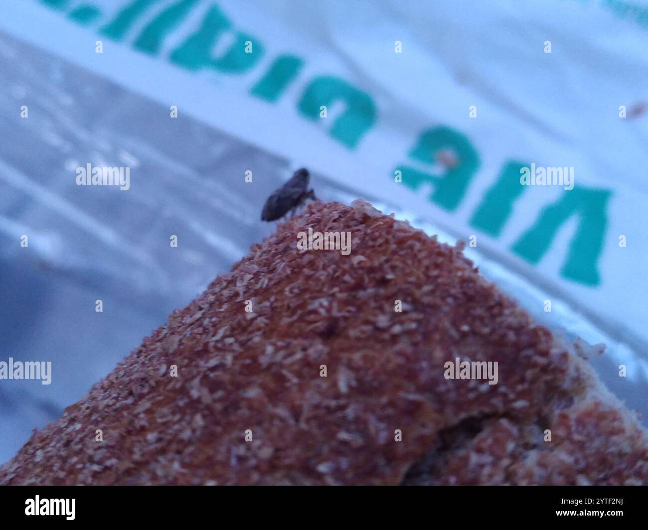 Issid Planthoppers (Issidae Stock Photo - Alamy