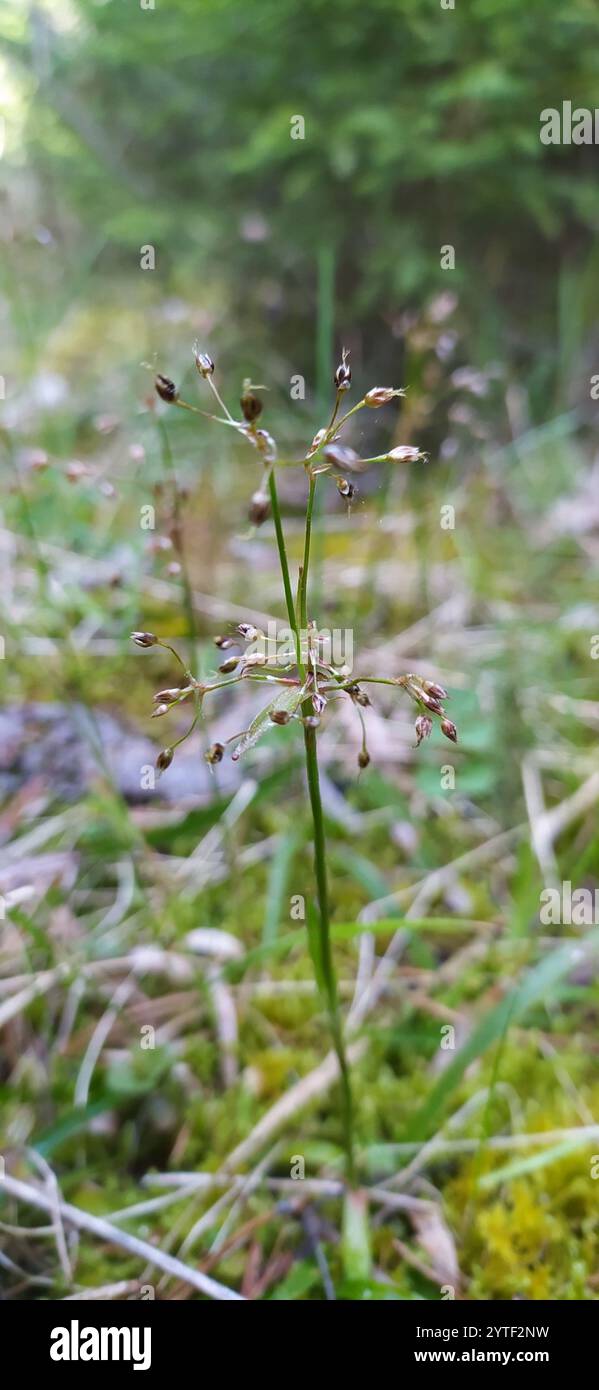 Hairy Woodrush (Luzula pilosa Stock Photo - Alamy