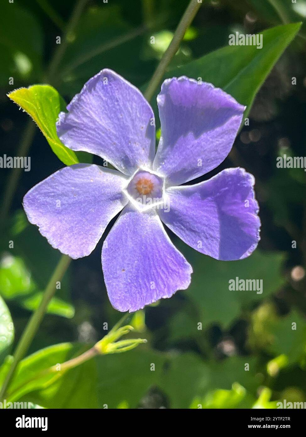 greater periwinkle (Vinca major Stock Photo - Alamy