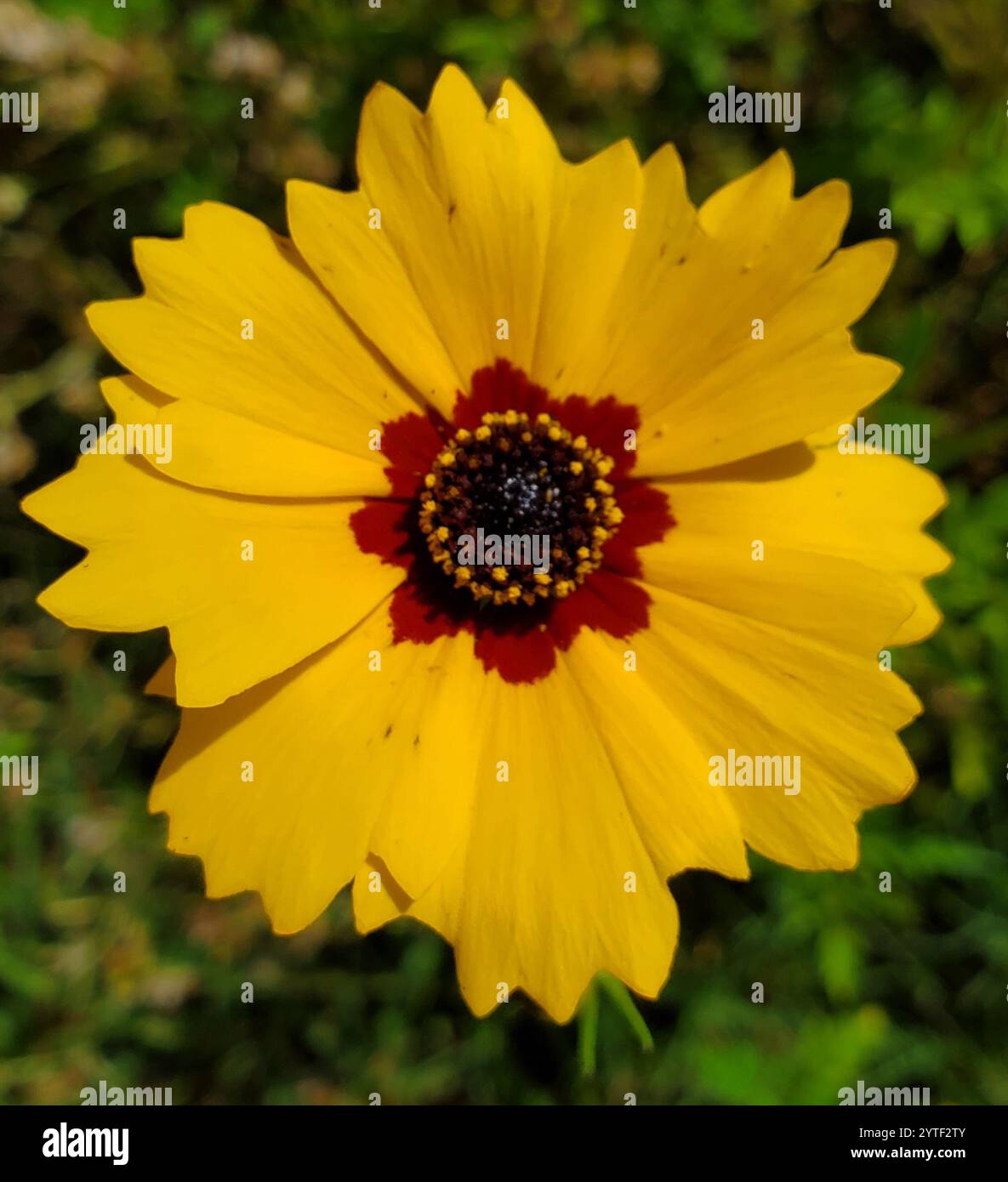Golden wave tickseed hi-res stock photography and images - Alamy