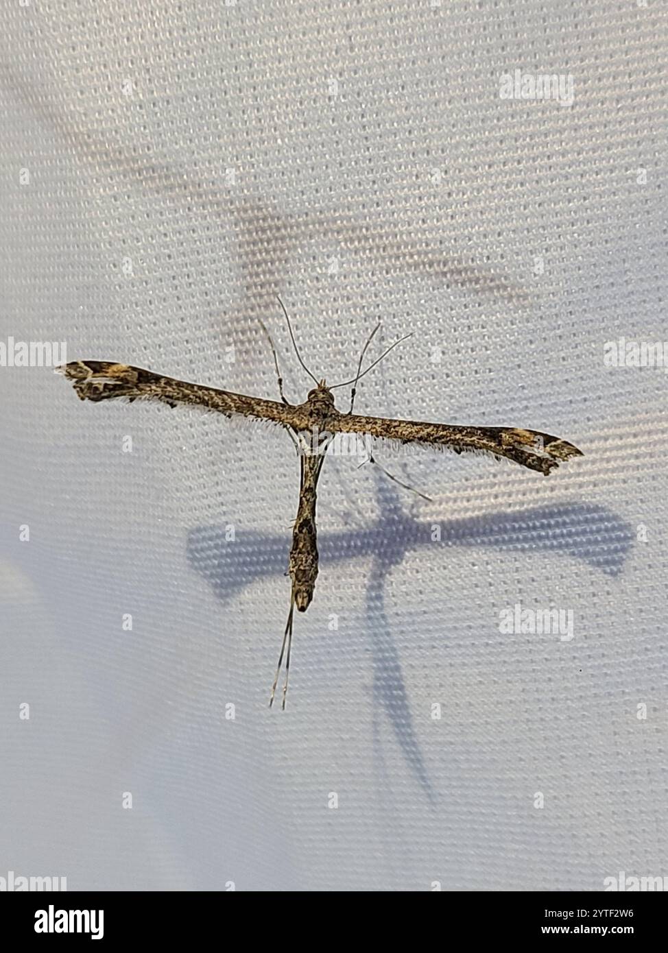 Sage Plume Moth (Anstenoptilia marmarodactyla Stock Photo - Alamy