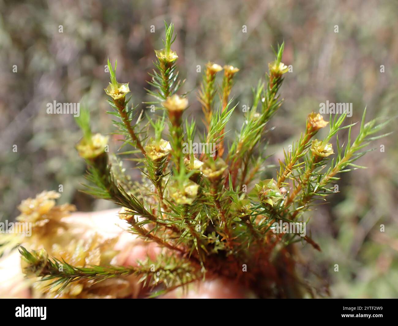 Bog Haircap Moss (Polytrichum strictum Stock Photo - Alamy