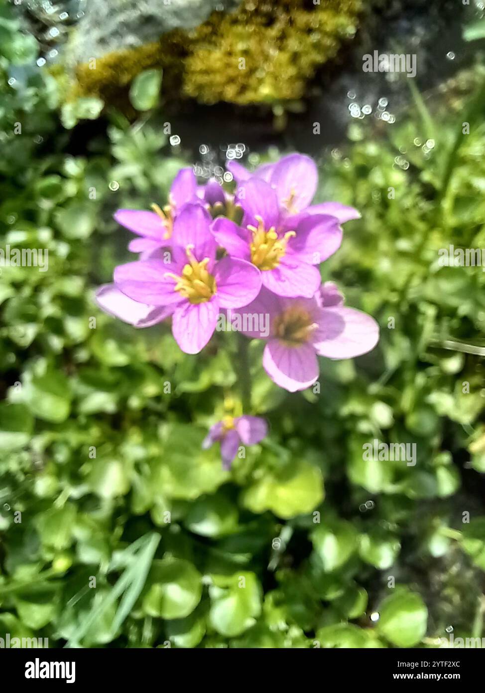 Greater Cuckooflower (Cardamine raphanifolia Stock Photo - Alamy