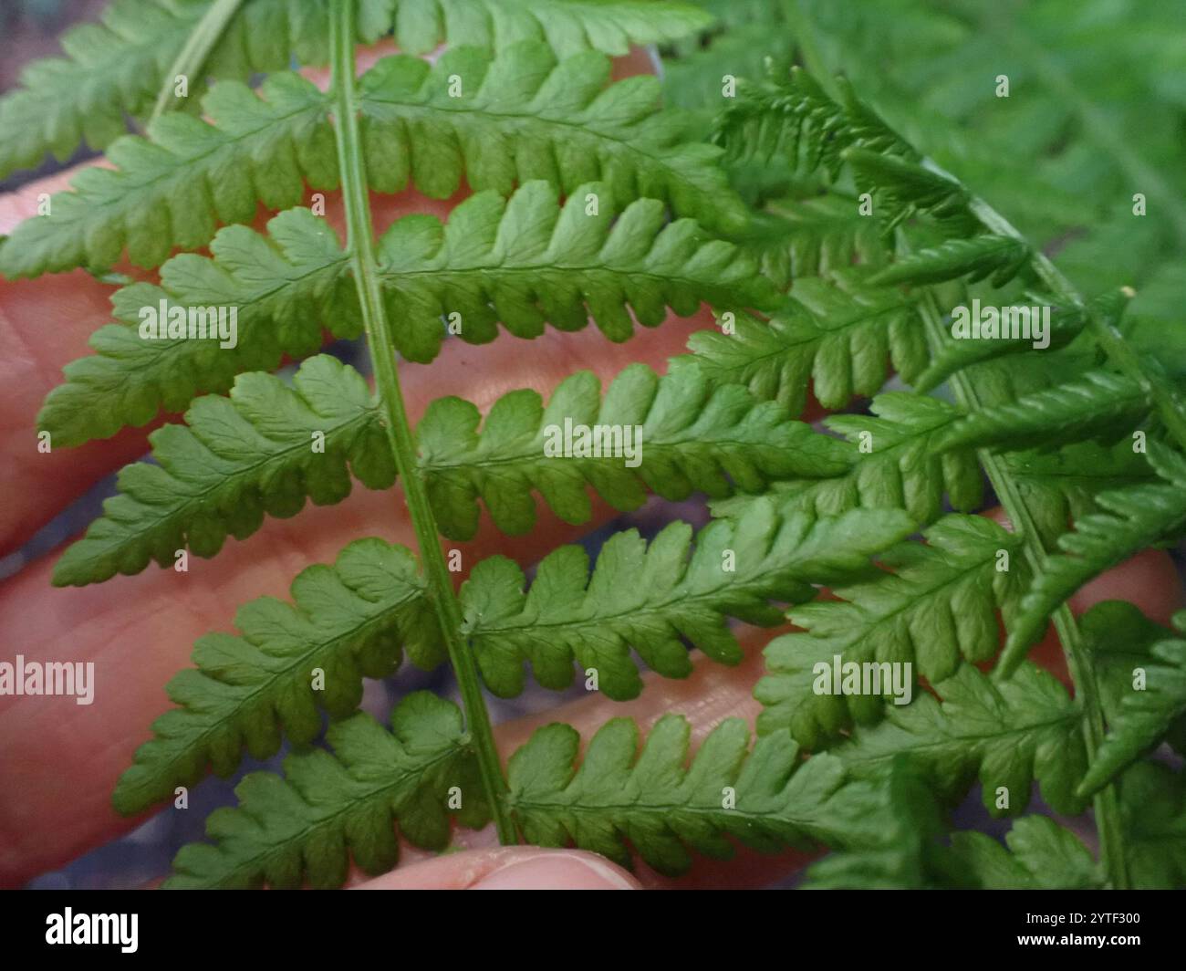 lady fern (Athyrium filix-femina Stock Photo - Alamy