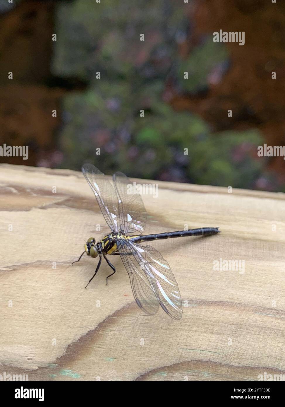 Northern Pygmy Clubtail (Lanthus parvulus Stock Photo - Alamy
