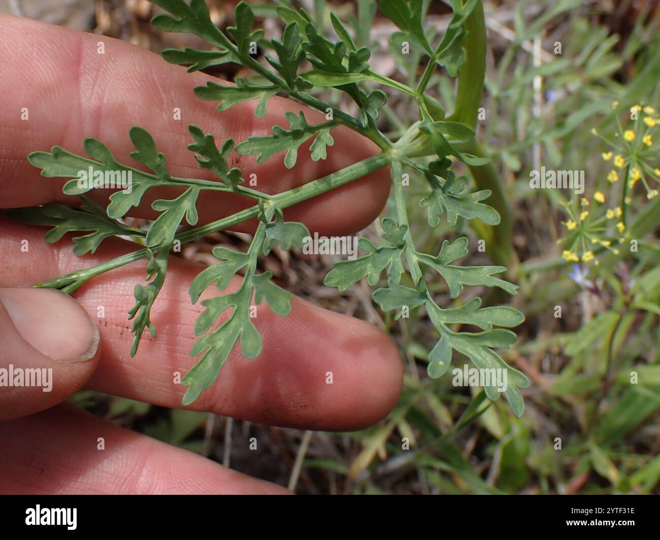 Wyeth Biscuitroot (Lomatium ambiguum Stock Photo - Alamy