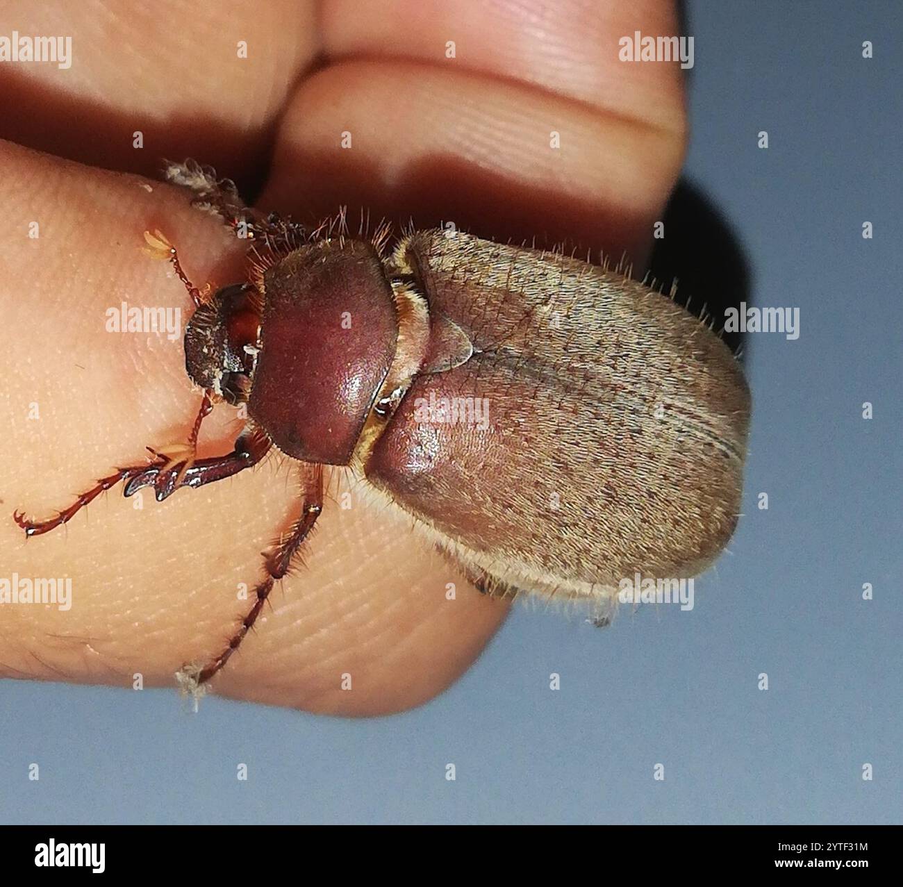 May Beetles (Phyllophaga Stock Photo - Alamy