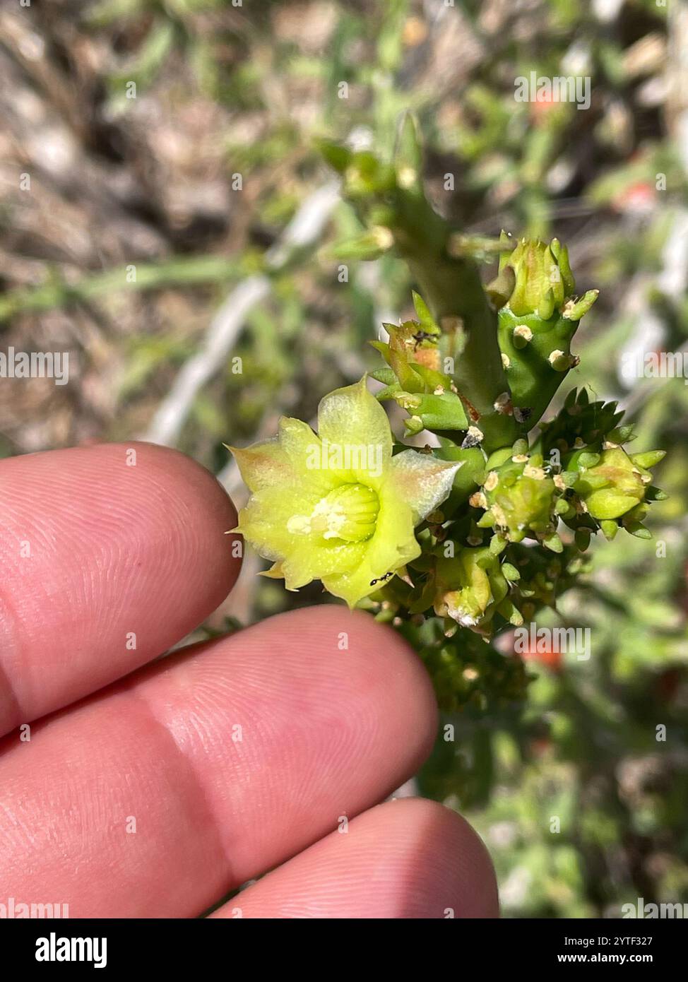 Christmas cholla (Cylindropuntia leptocaulis Stock Photo - Alamy