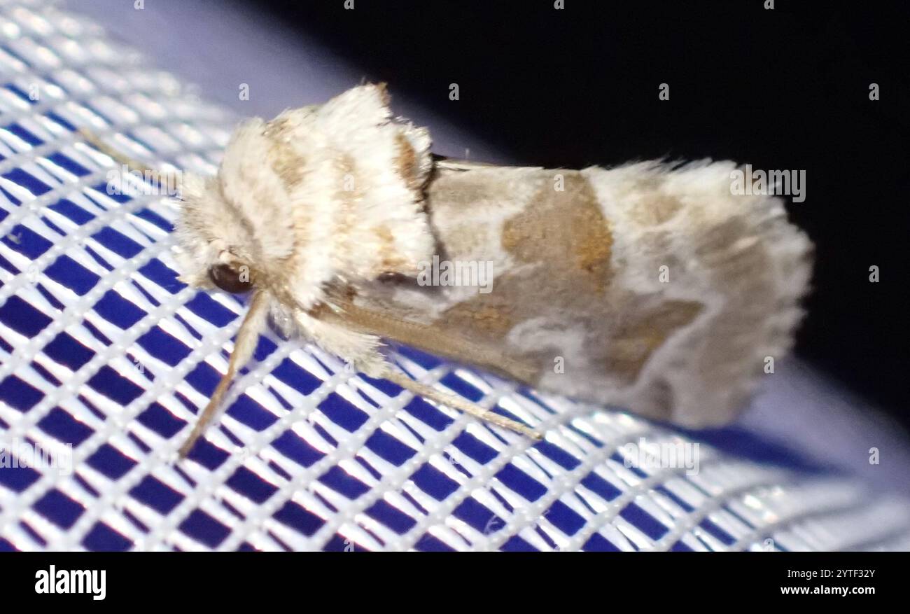 Cutworm Moths and Allies (Noctuidae Stock Photo - Alamy