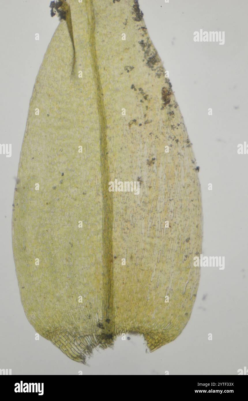 Drepanocladus polygamus hi-res stock photography and images - Alamy