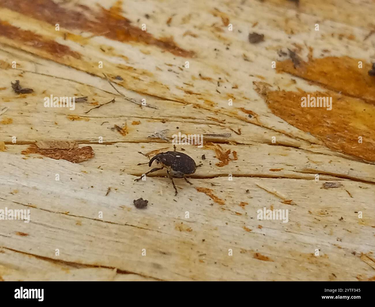 Punctiger hi-res stock photography and images - Alamy