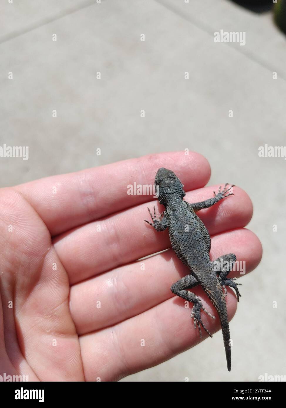 Eastern Fence Lizard (Sceloporus undulatus Stock Photo - Alamy