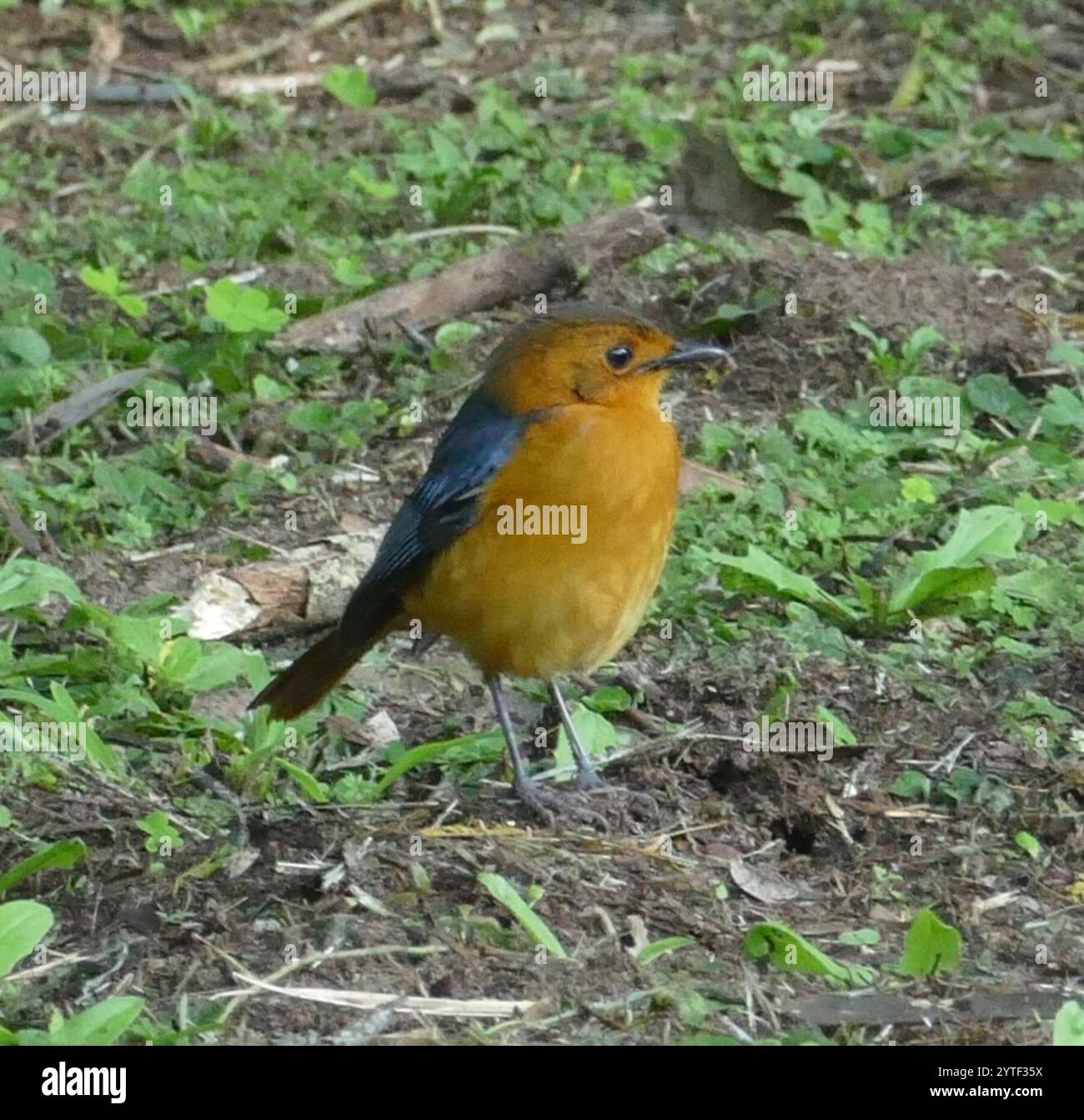 Red-capped Robin-Chat (Cossypha natalensis Stock Photo - Alamy