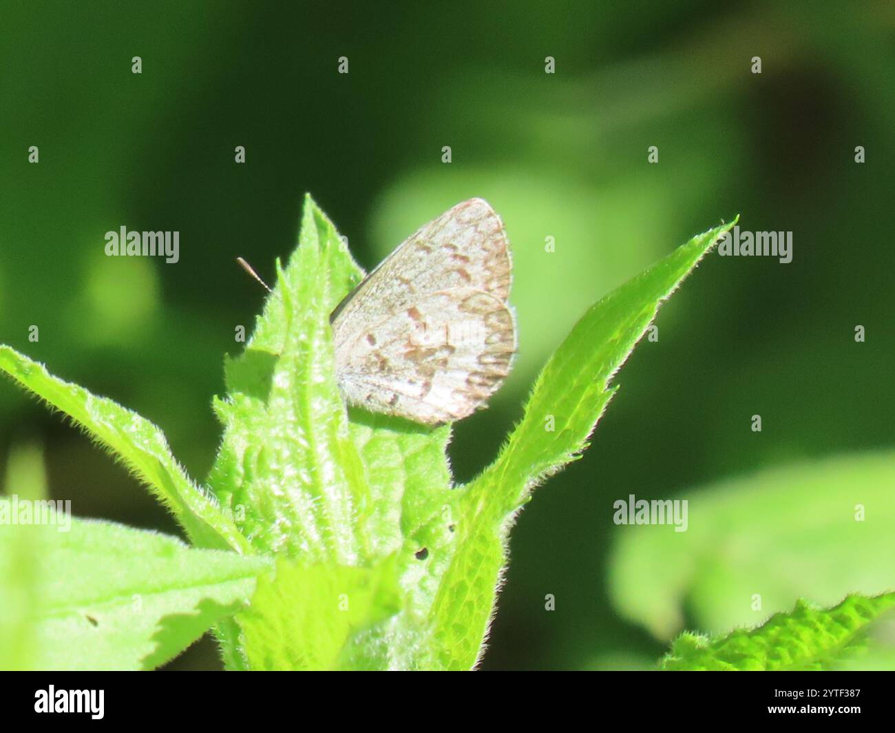 Northern Azure (Celastrina lucia Stock Photo - Alamy