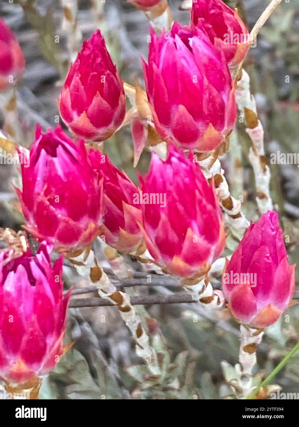 Pink Sewejaartjie (Syncarpha canescens Stock Photo - Alamy