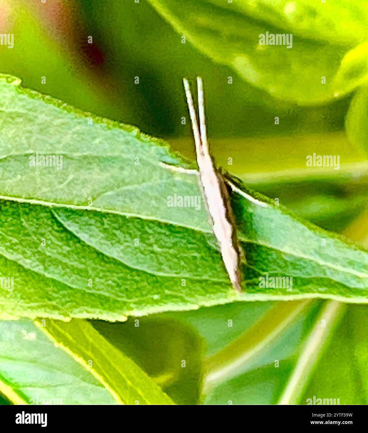 Diamondback Moth (Plutella xylostella Stock Photo - Alamy