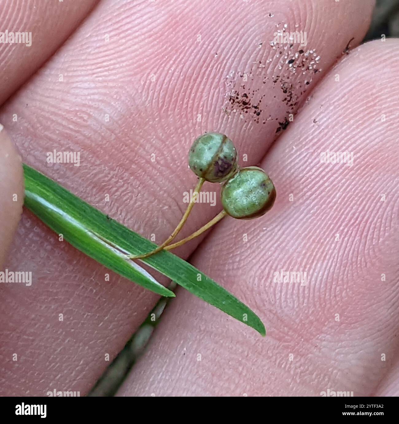 Pigroot hi-res stock photography and images - Alamy