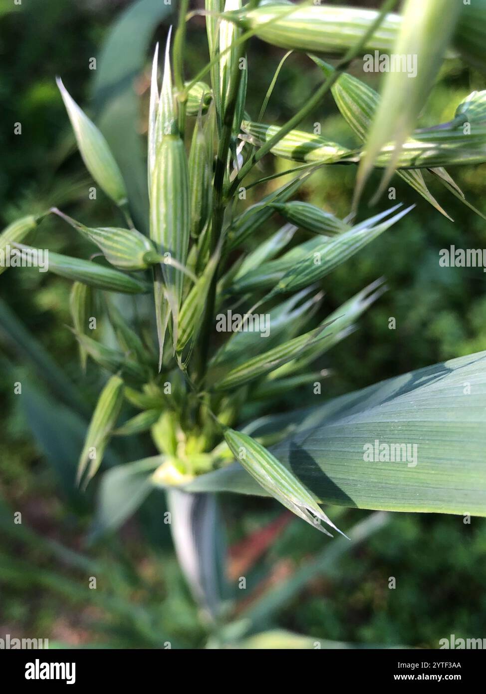 Common Oat (Avena sativa Stock Photo - Alamy