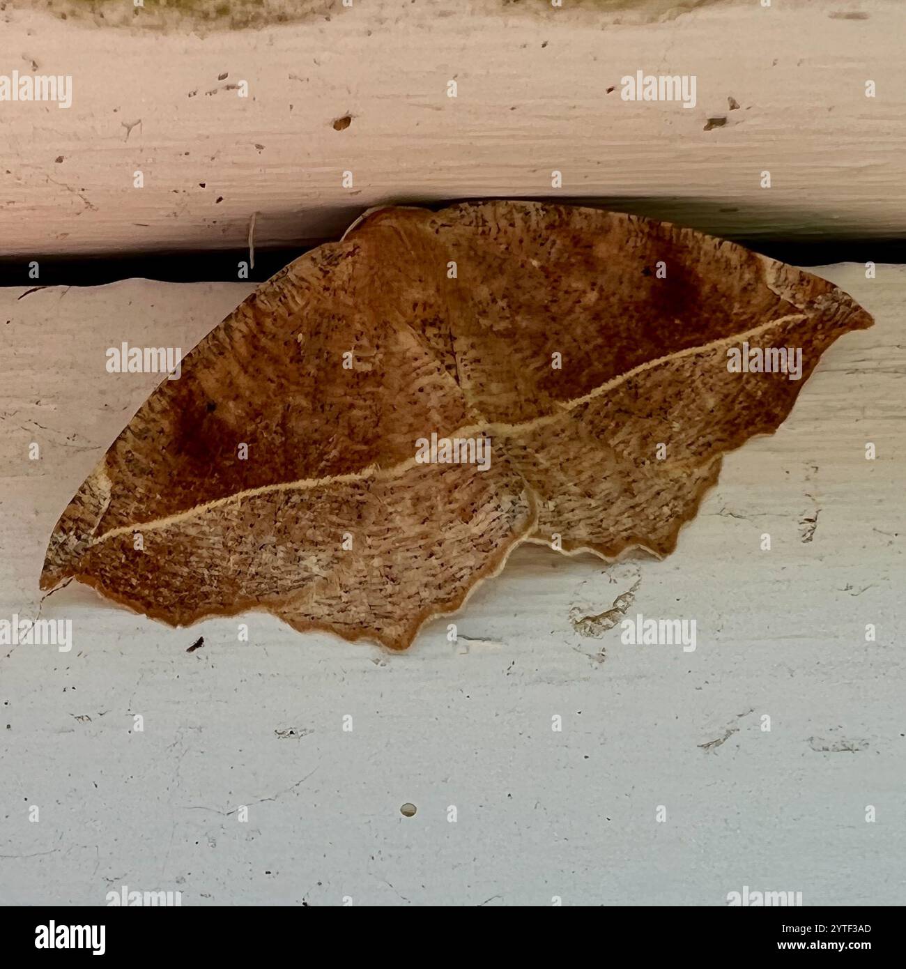 Curved-toothed Geometer Moth (Eutrapela clemataria Stock Photo - Alamy