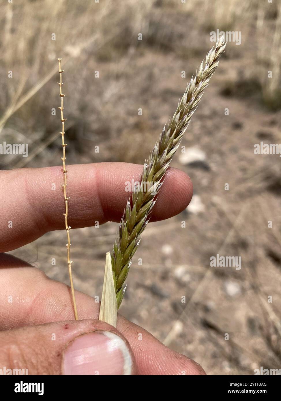 Russian Wildrye (Psathyrostachys juncea Stock Photo - Alamy